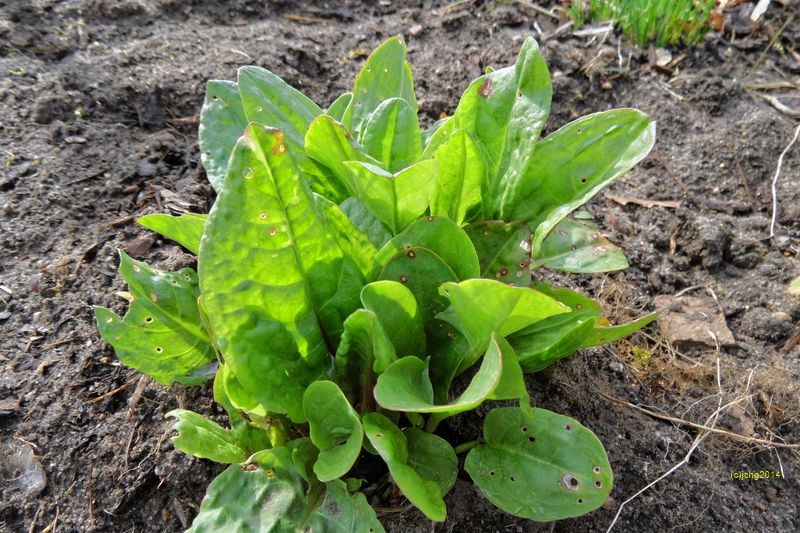 Sauerampfer, Blutsauerampfer | FinchesjarRietz