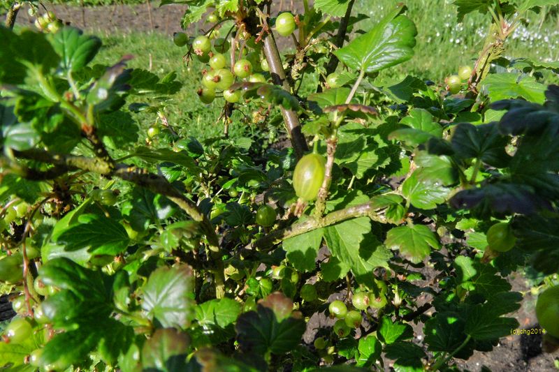 Stachelbeer_Johannisbeer_Do | FinchesjarRietz