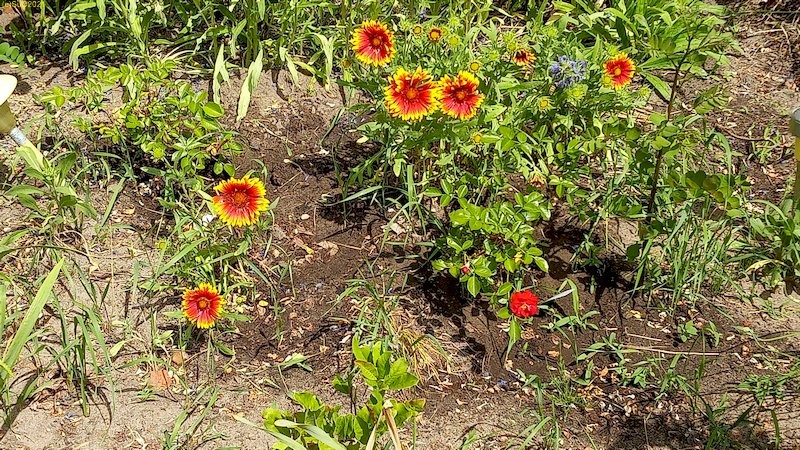 Feuchte Hitze auch am Sonntag | FinchesjarRietz