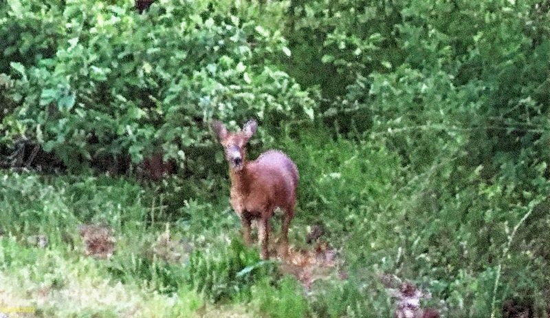 Wildtiere | FinchesjarRietz