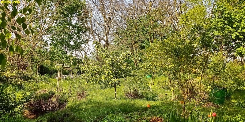 18. Kalenderwoche 2024 | FinchesjarRietz